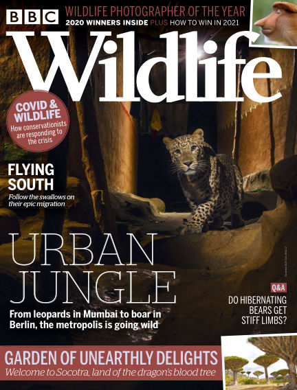 22 October 2020 - BBC Wildlife Magazine - 1000's of magazines in one app